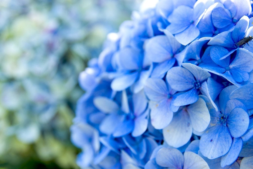 Flora & Fauna - Azoren Urlaub